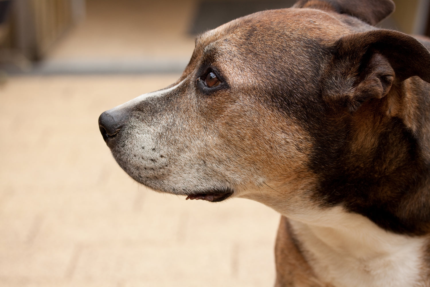 Can You Safely Use Sudocrem on Dogs? Exploring the Pros & Cons – Pikes ...